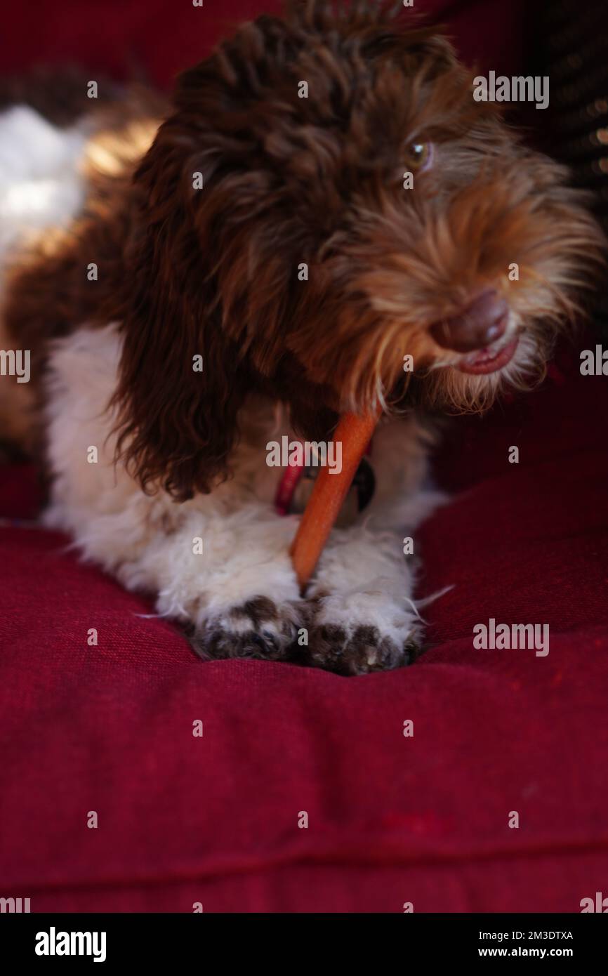 A vertical portrait of a Labradoodle chewing on a bone, lying on red ...