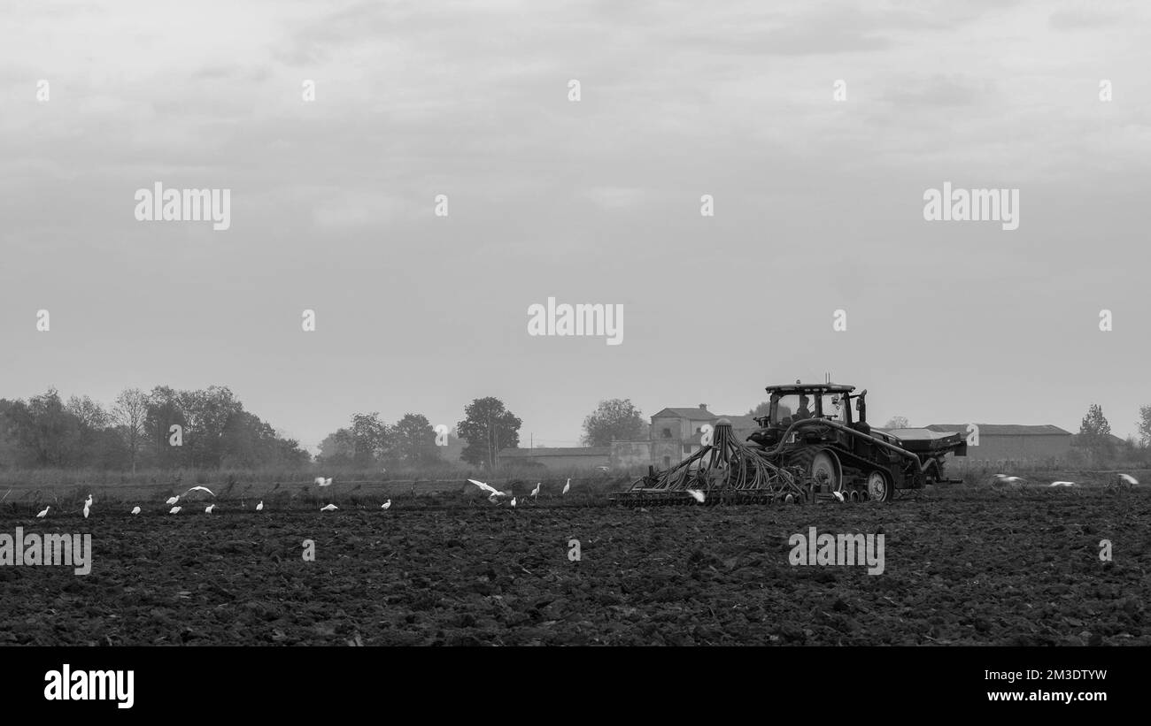 crawled tractor smoothing and seeding land in autumn in black and white ...