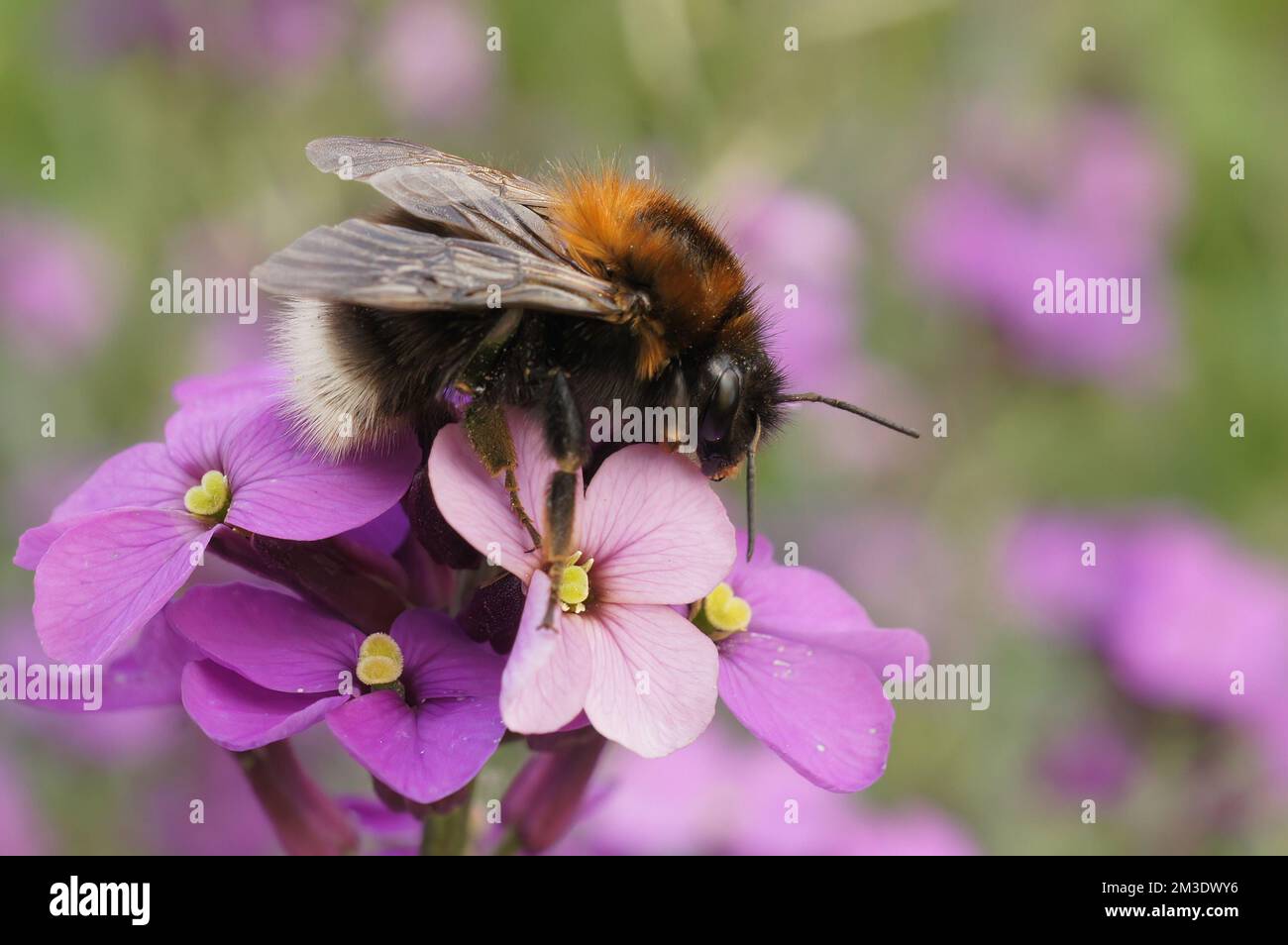 Natural closeup on a tree bumblbee, Bombus hypnorum , sitting on a ...