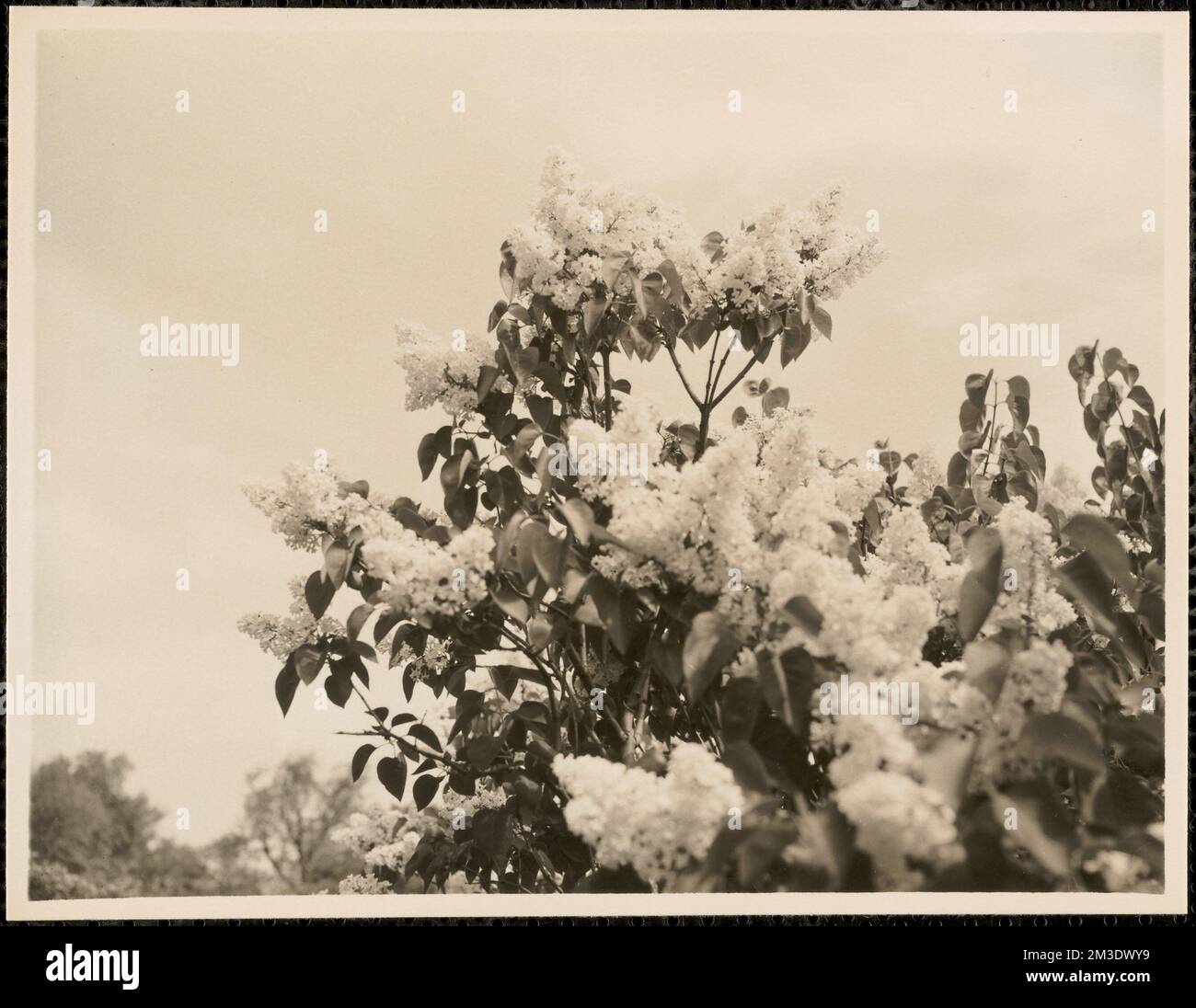 Large buds at Arnold Arboretum. Views , Lilacs, Botanical gardens ...