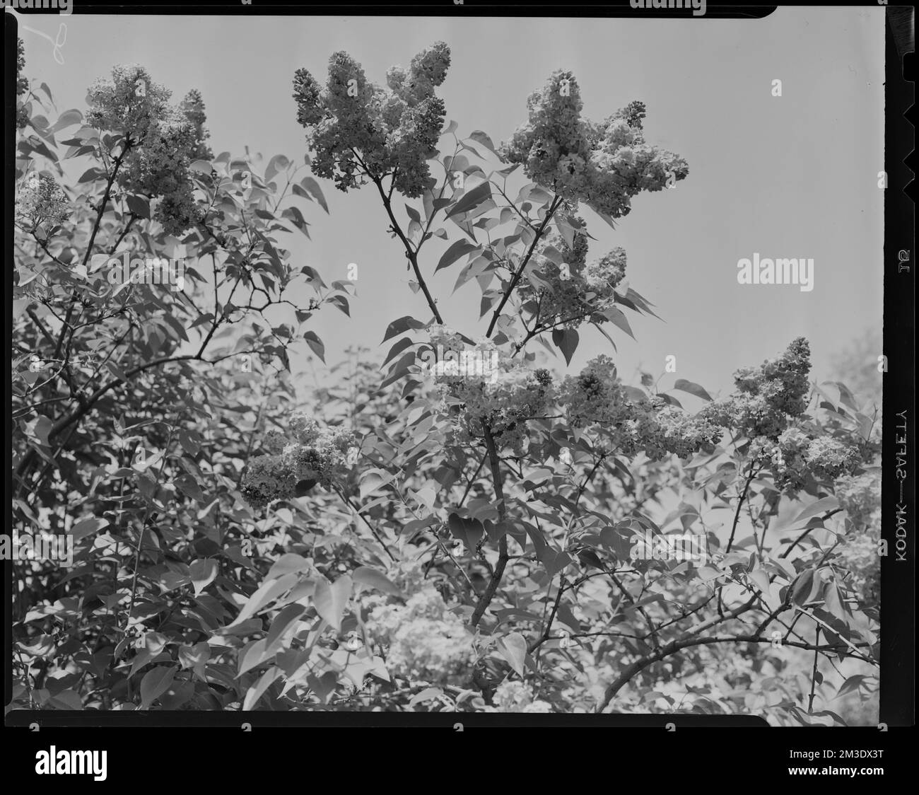 Large buds at Arnold Arboretum. Views , Lilacs, Botanical gardens ...