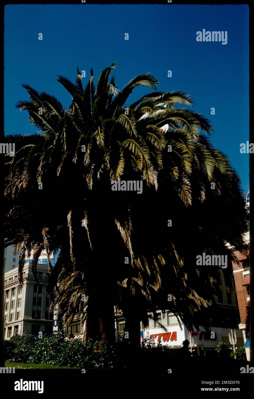Large palm trees with city buildings and TWA sign in background , Palms ...