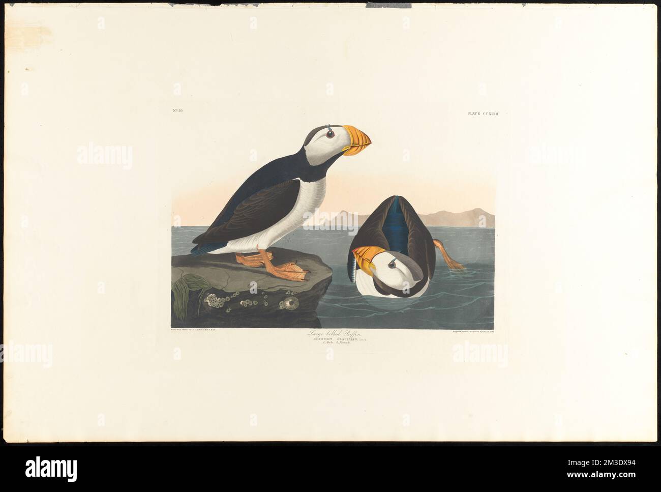 Large-billed puffin : Mormon glacialis, Leach. 1. Male. 2. Female. c.1 ...
