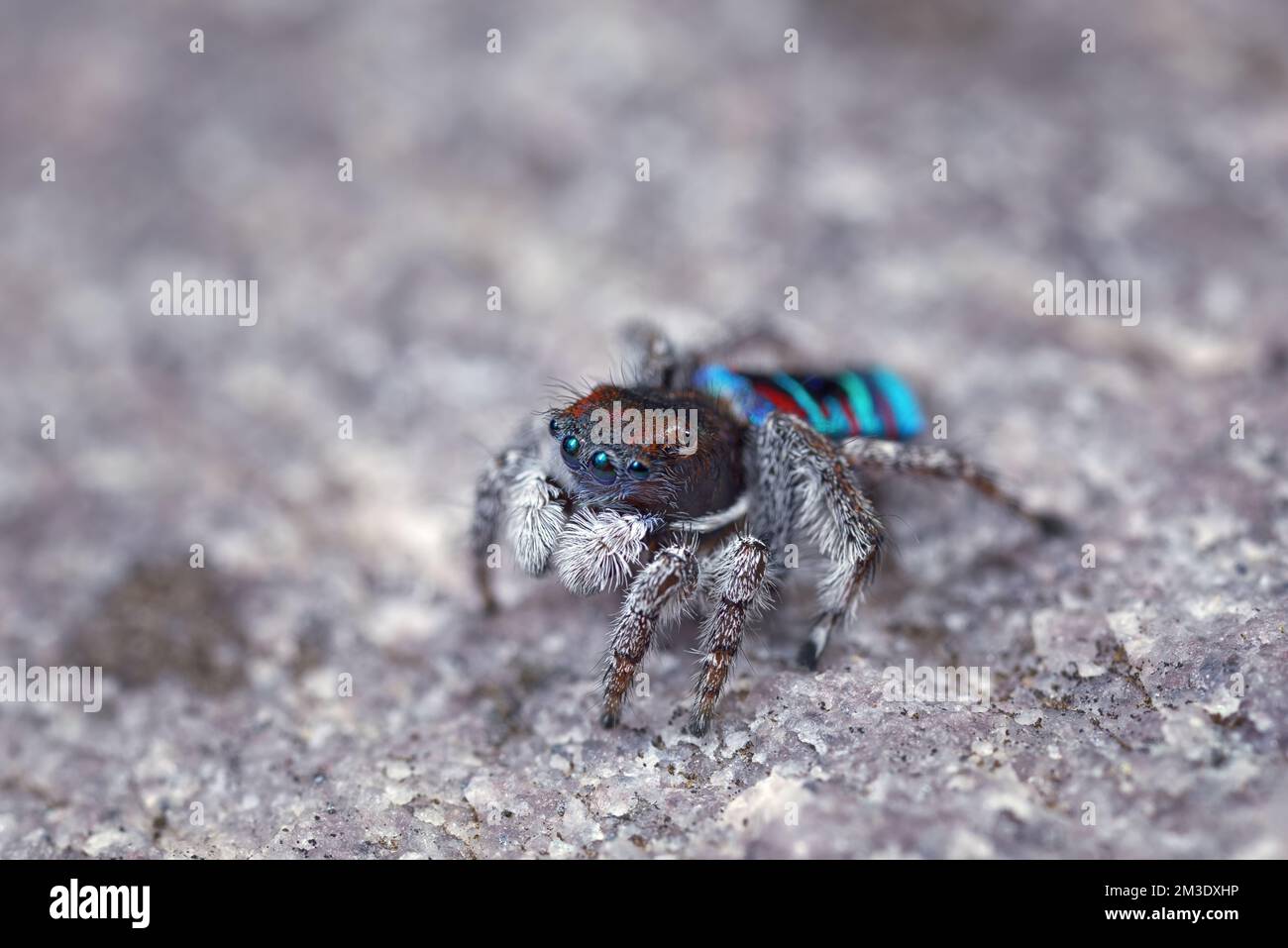 Darlingtons hill spider hi-res stock photography and images - Alamy