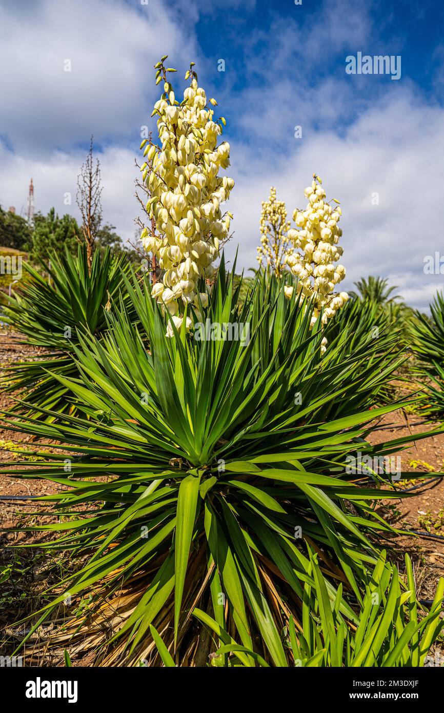 Cabo Girao Lookout on the island of Madeira - a view with a spectacular ...