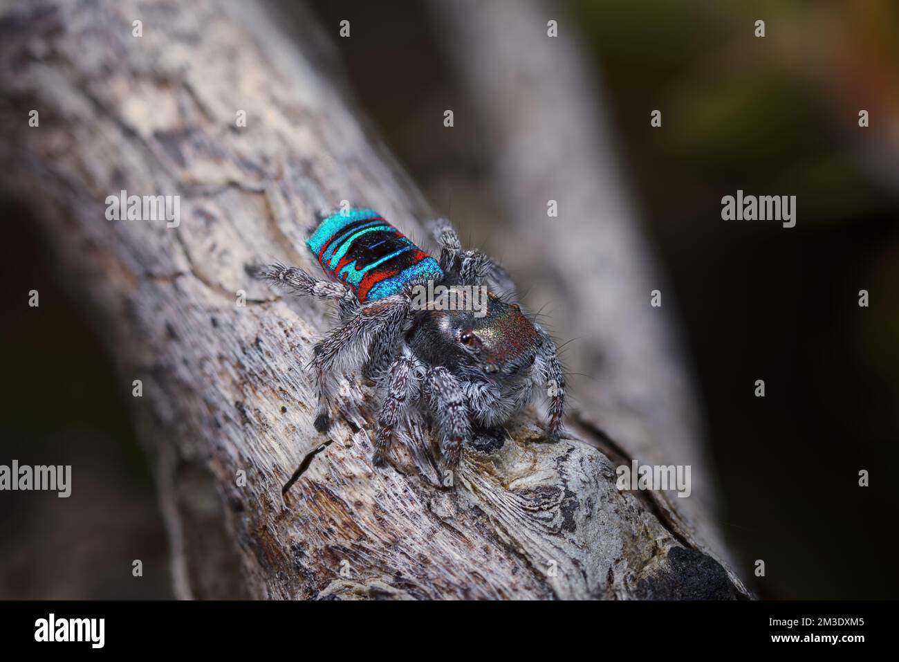 Sarahae hi-res stock photography and images - Alamy