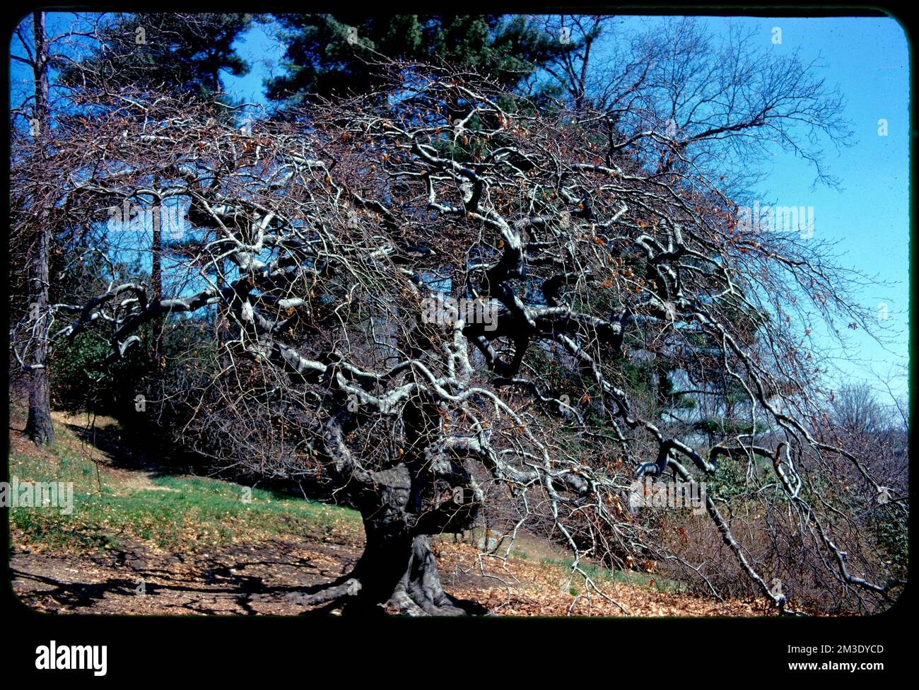 Leafless tree , Trees. Edmund L. Mitchell Collection Stock Photo - Alamy