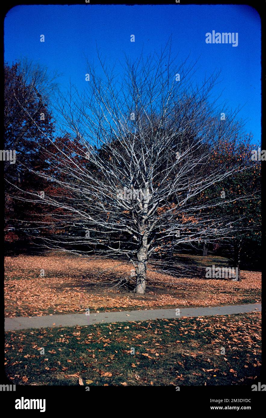 Leafless tree among other trees on leaf-strewn lawn , Trees, Leaves ...
