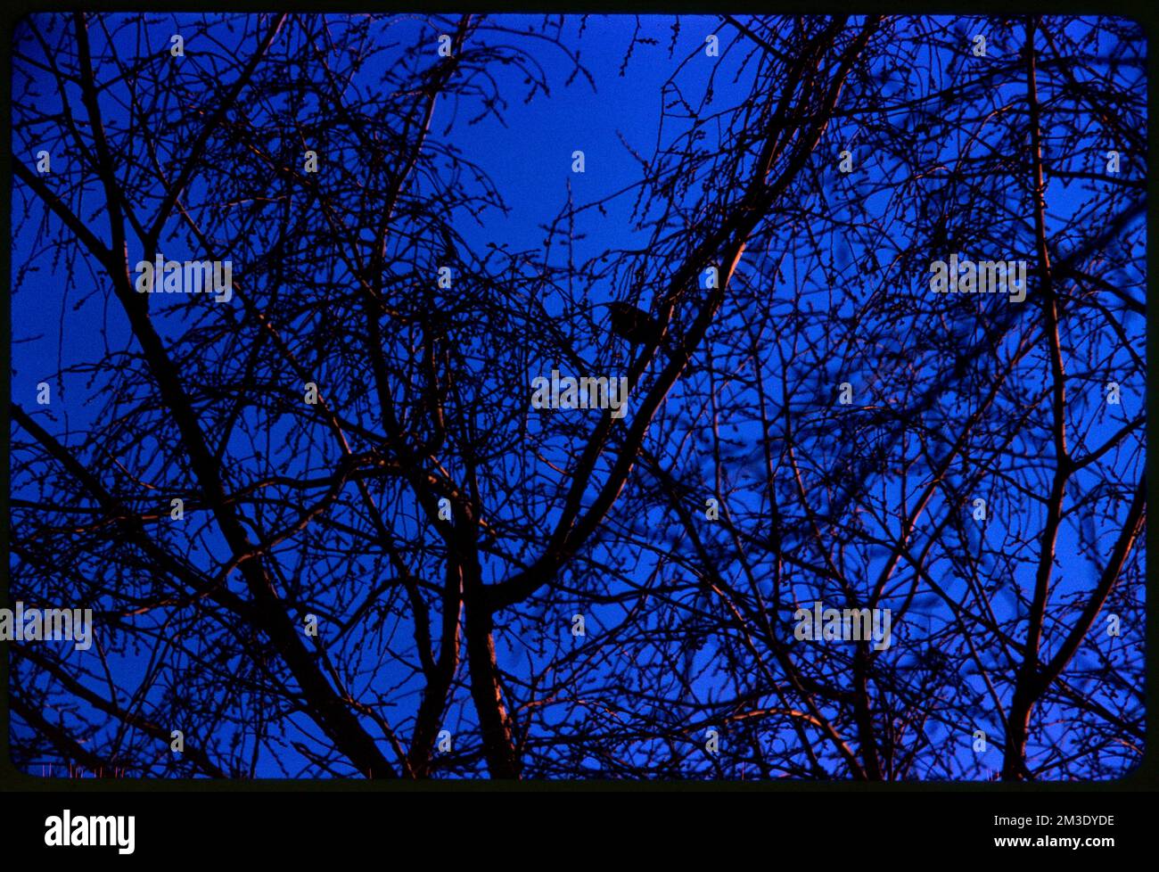 Leafless tree branches against dark blue sky , Tree limbs. Edmund L ...