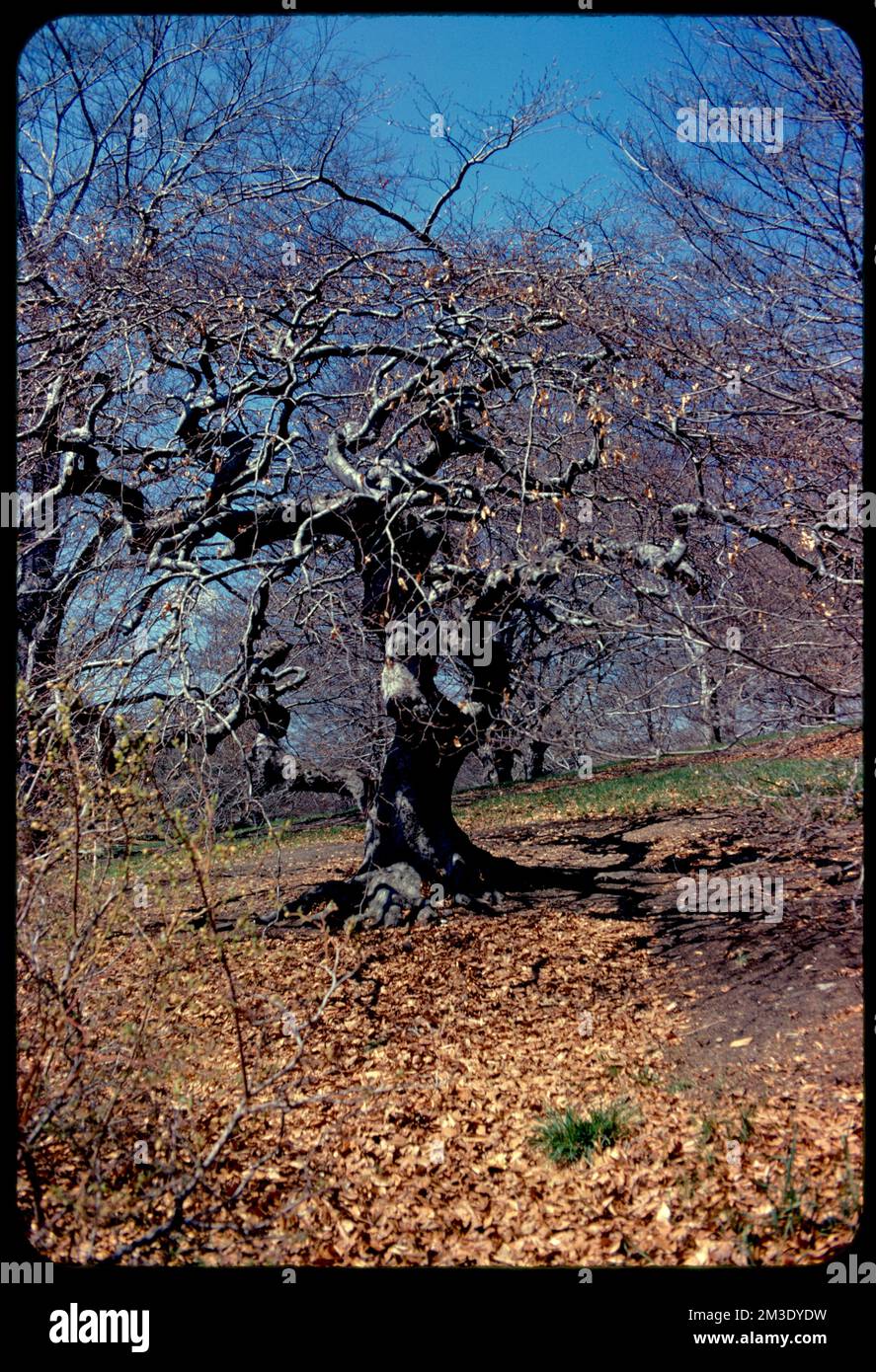 Leafless tree , Trees. Edmund L. Mitchell Collection Stock Photo - Alamy