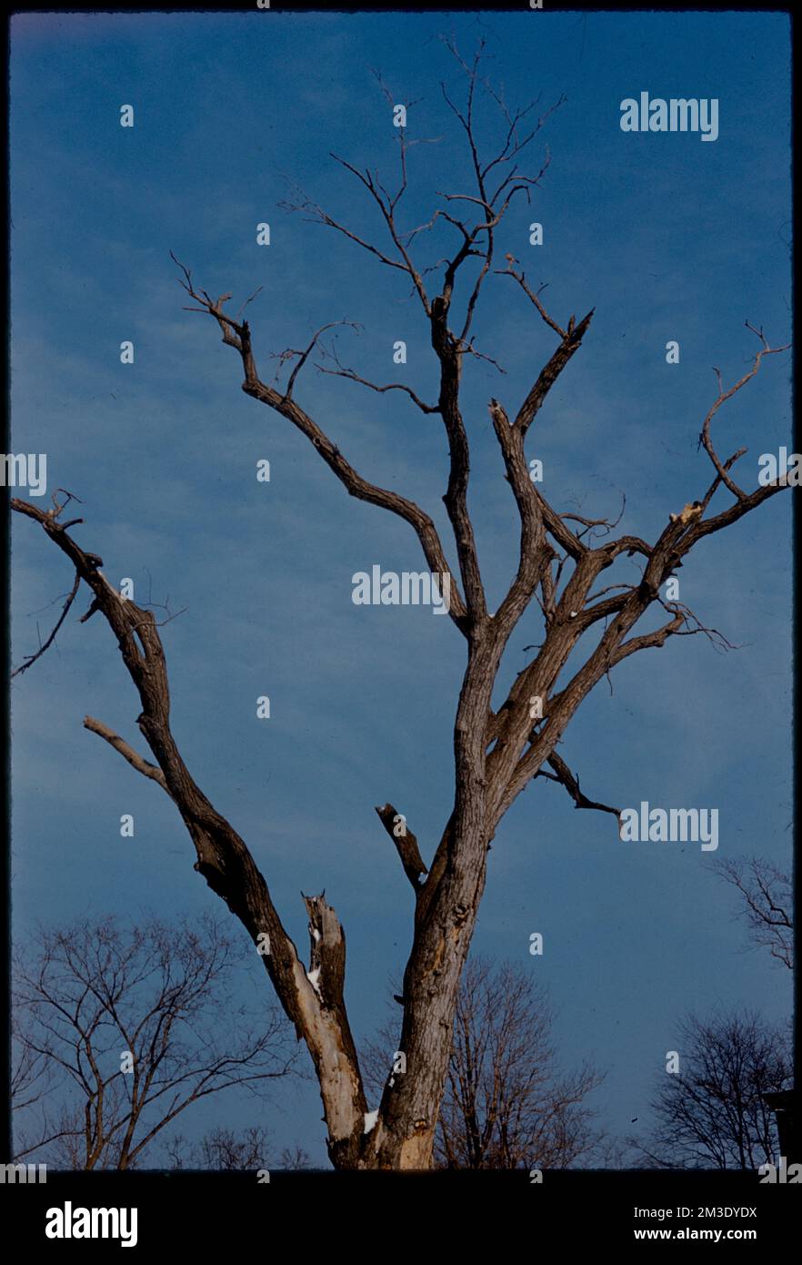 Leafless tree, Boston , Trees. Edmund L. Mitchell Collection Stock ...