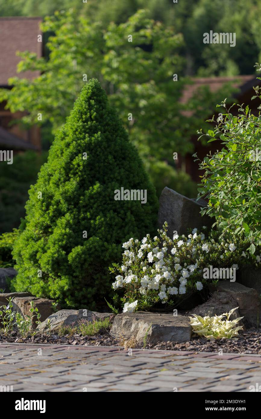 Modern unique landscape design. Blooming rhododendron bushes against ...