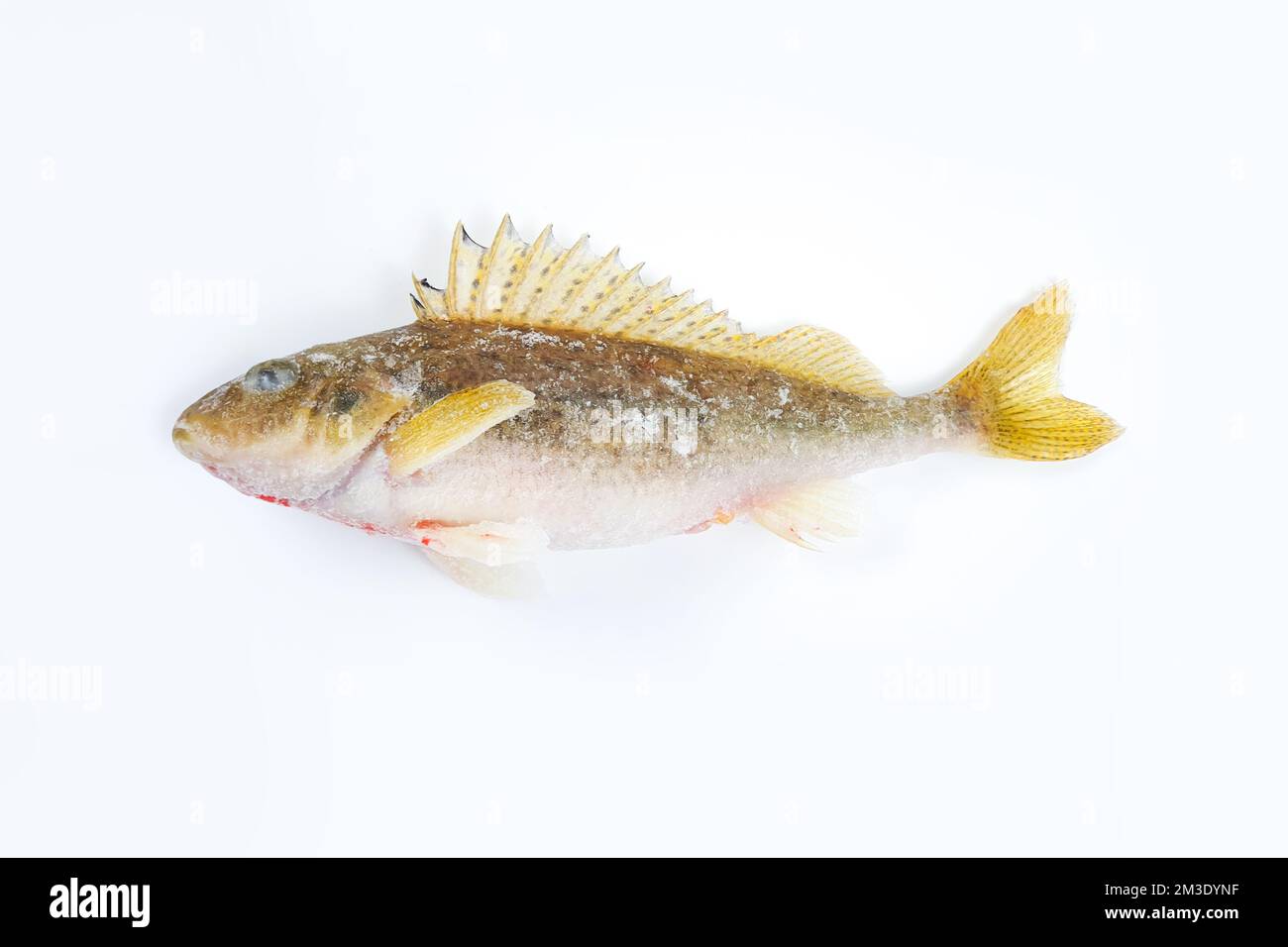 Deep frozen raw perch fish with ice pieces isolated on white background ...