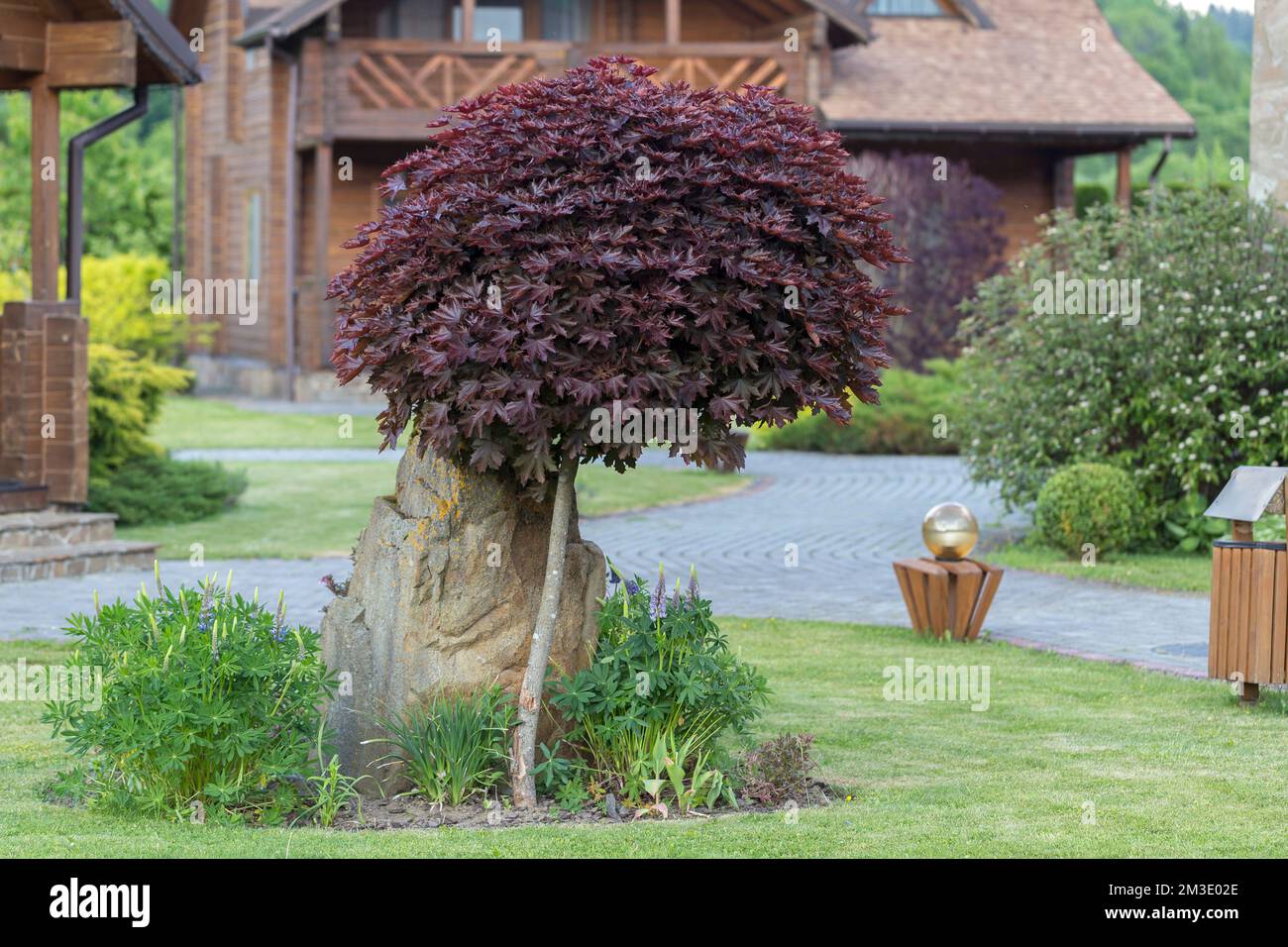 Modern unique landscape design. Decorative maple (Acer palmatum ...