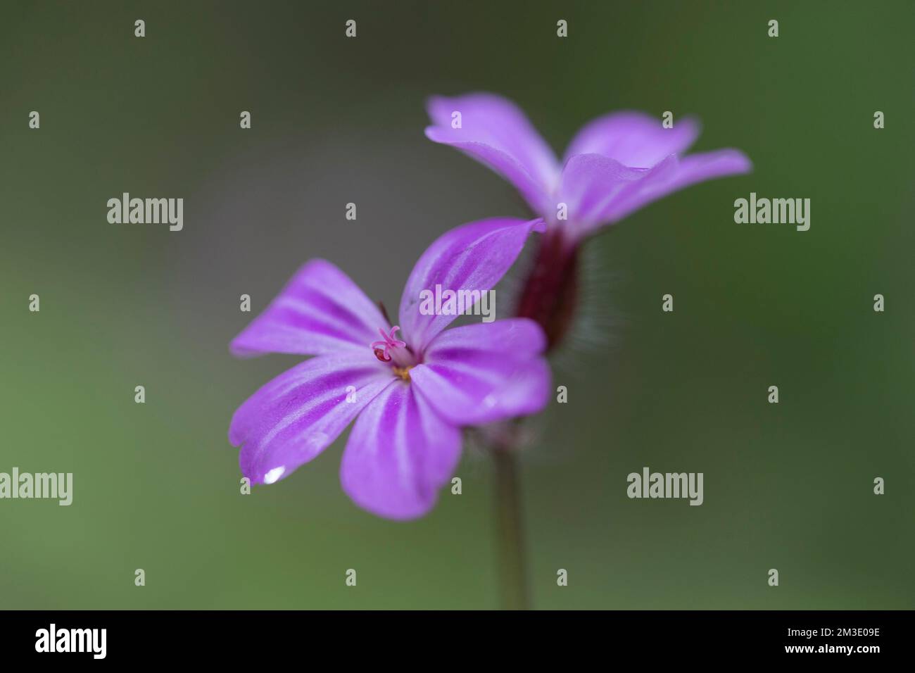 herb-Robert (Geranium robertianum) macro in the natural environment ...