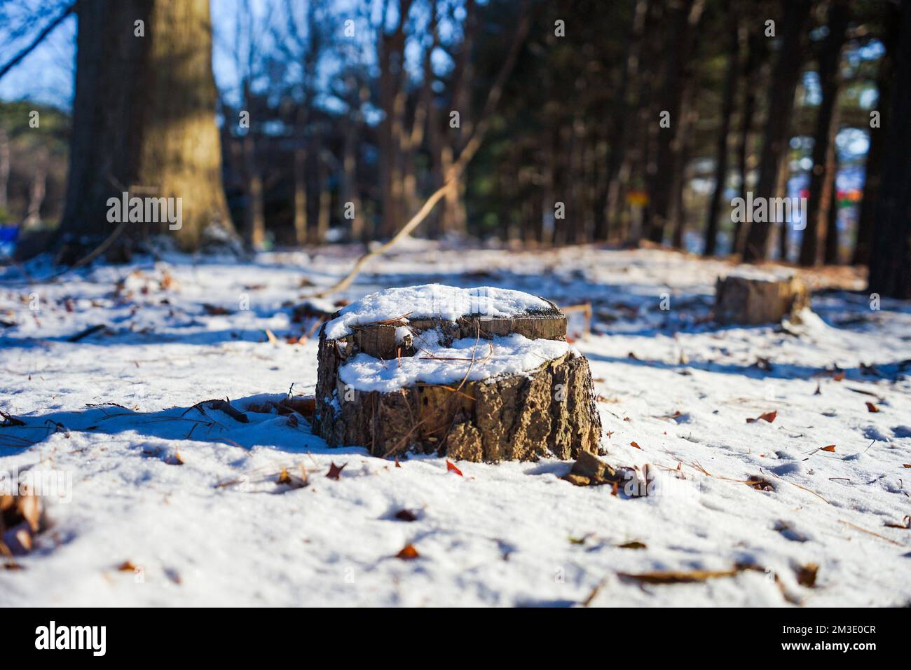 I took a picture of half a tree and snow Stock Photo - Alamy