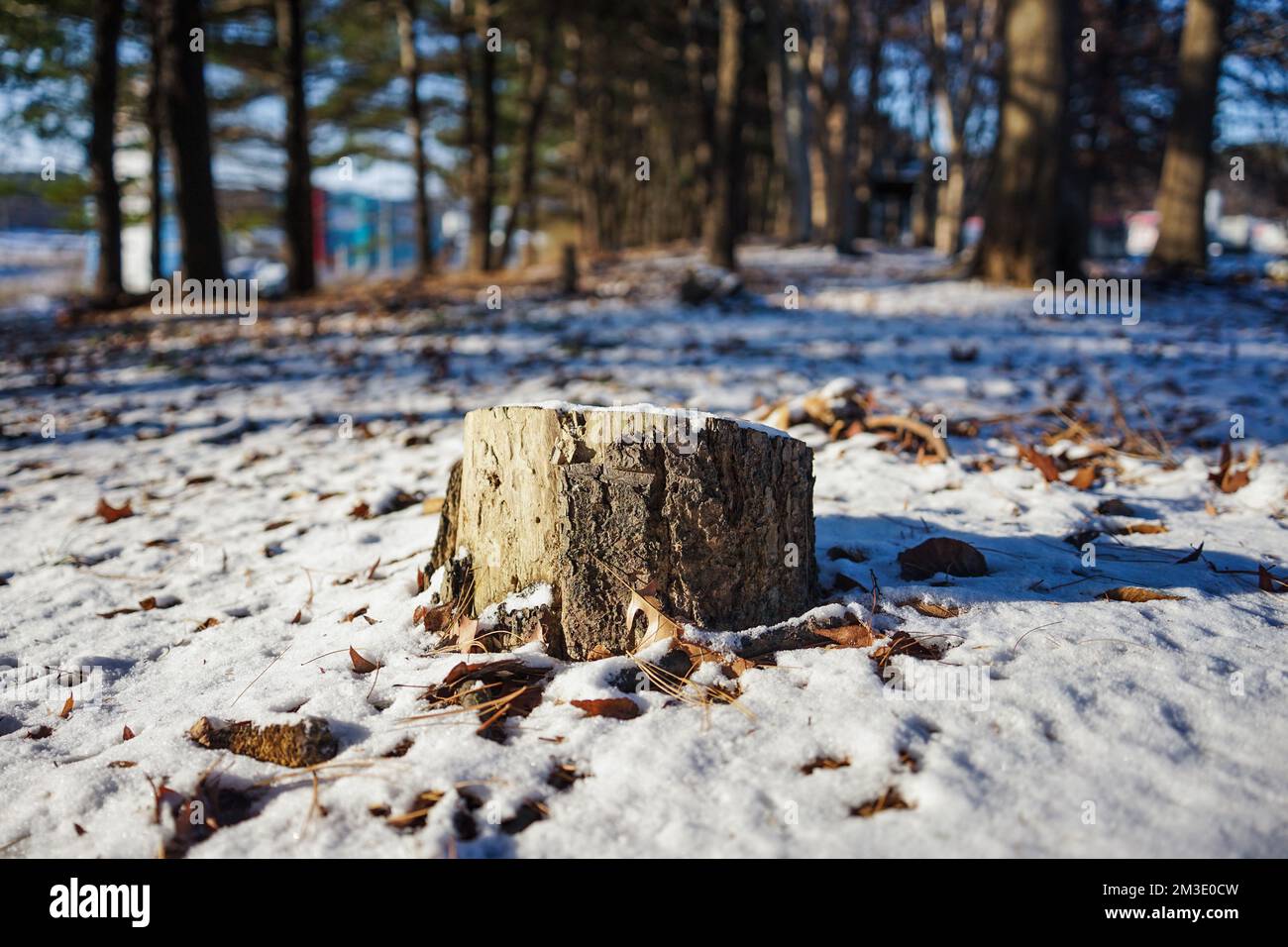 Half a tree hi-res stock photography and images - Alamy