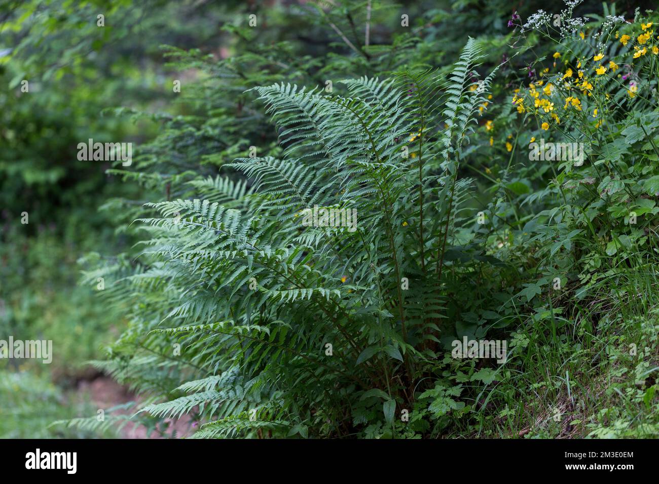 Bush dryopteris filix mas hi-res stock photography and images - Alamy