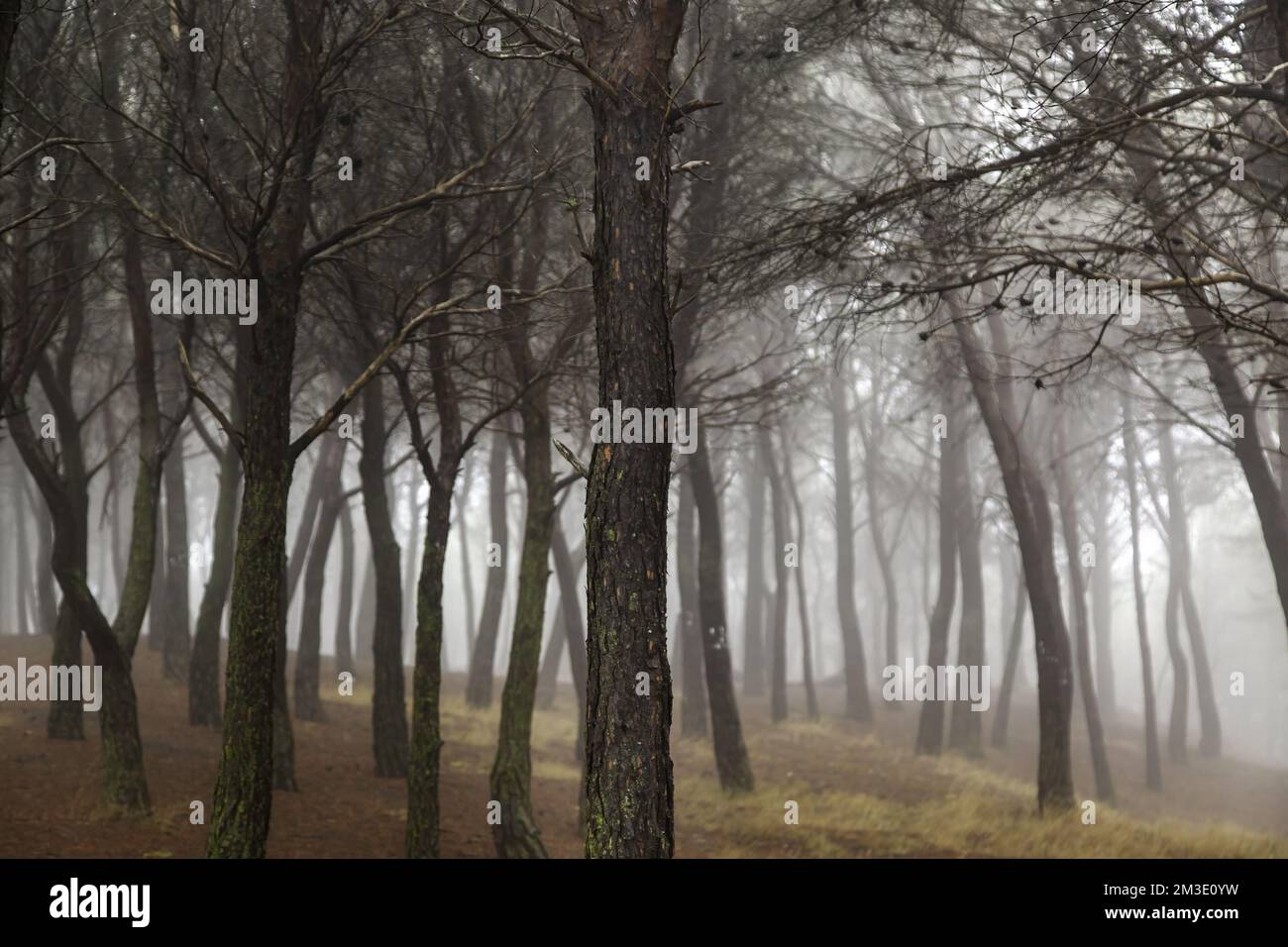 Detail of forest in nature on a day and winter, cold and fog Stock ...