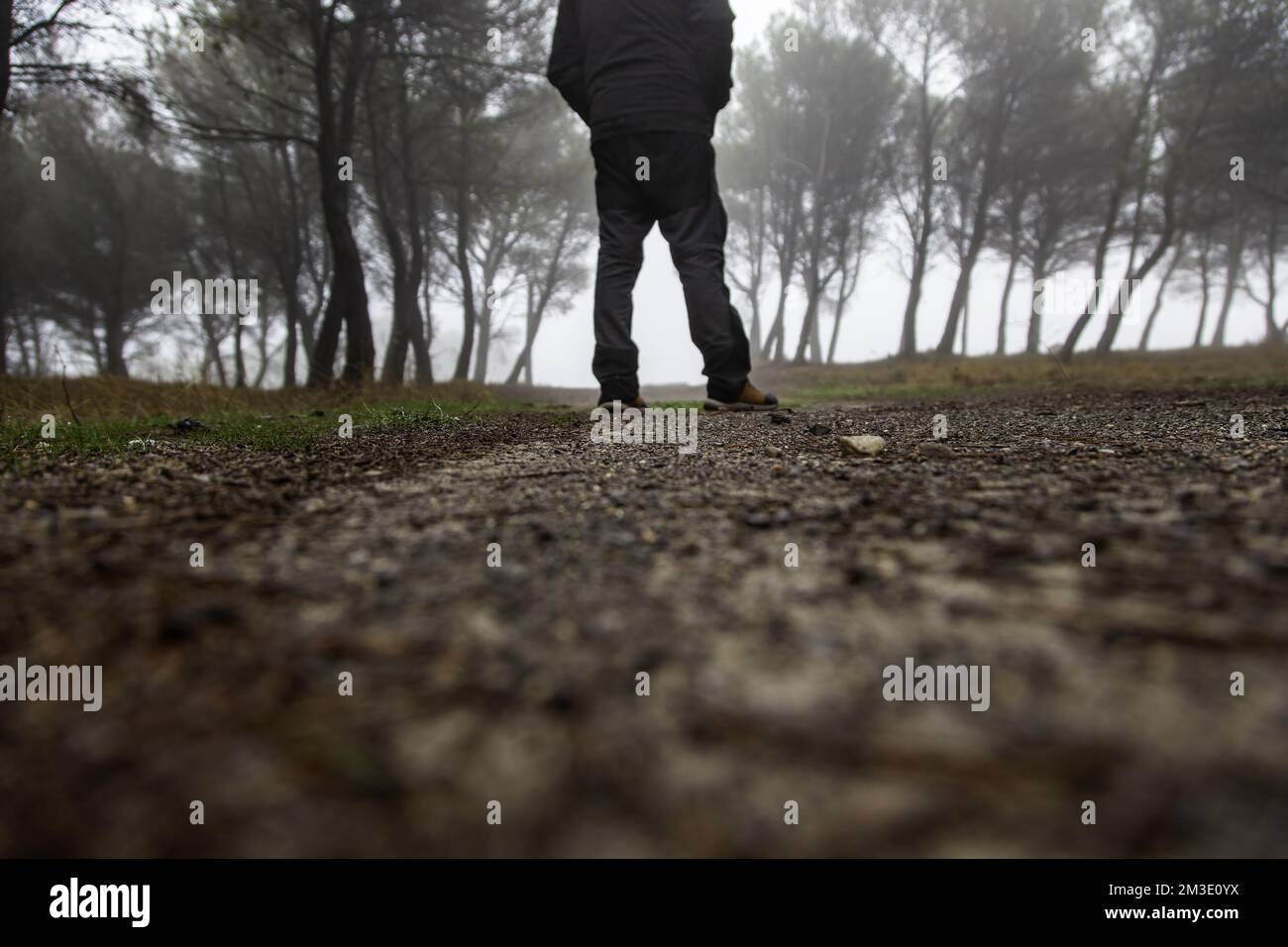 Detail of foggy day in a forest in nature Stock Photo - Alamy