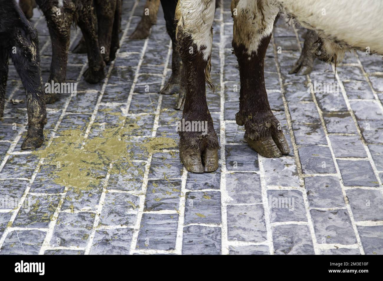 Detail of legs of mammal animal in an animal farm Stock Photo - Alamy