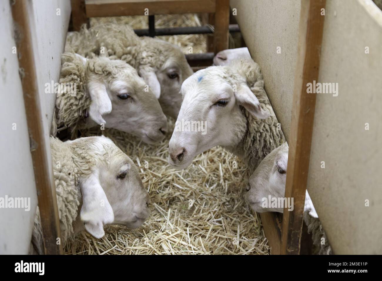 Detail of mammalian animals in an animal farm, animal welfare Stock ...