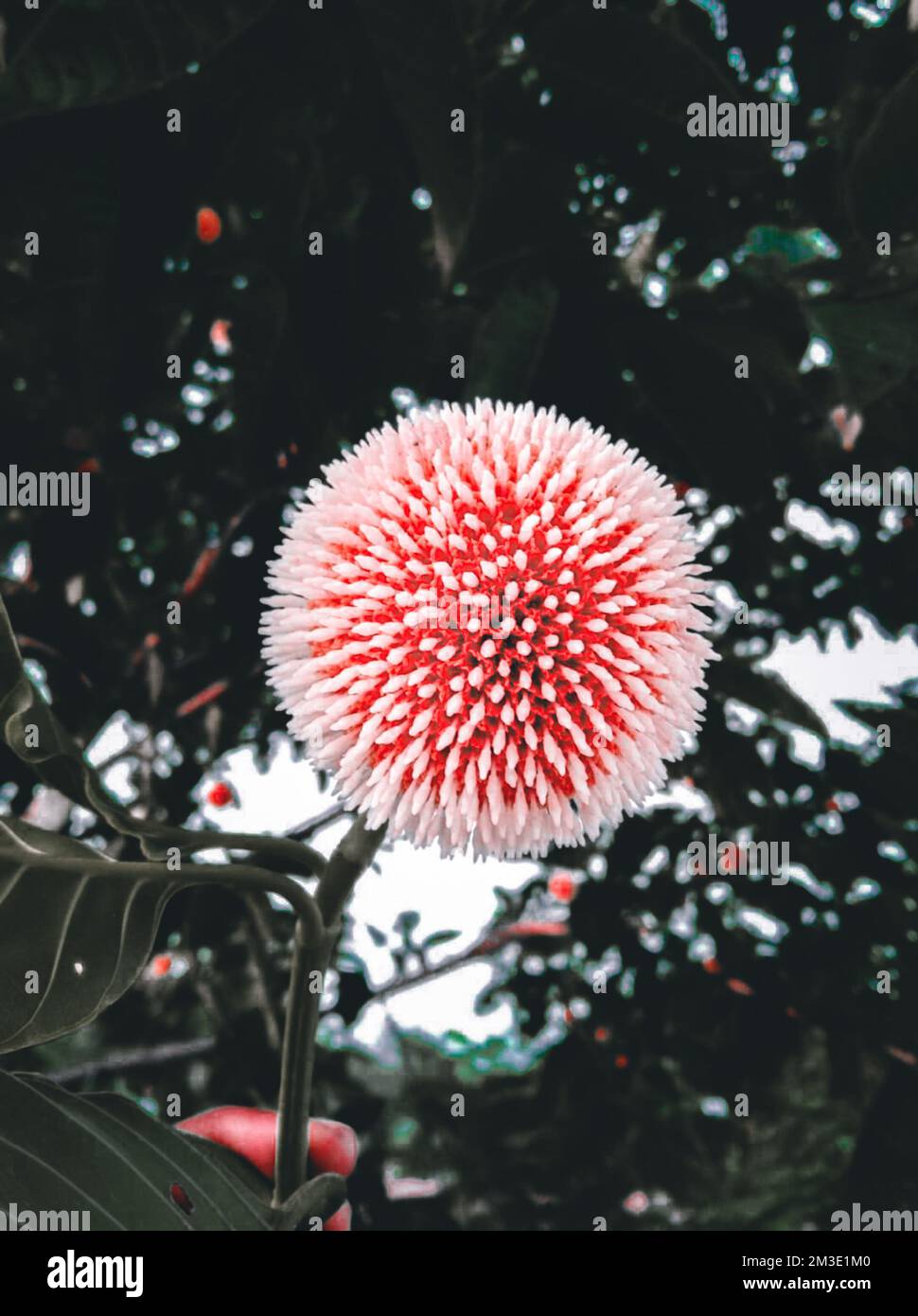 A top view of a pink Burflower-tree plant Stock Photo - Alamy