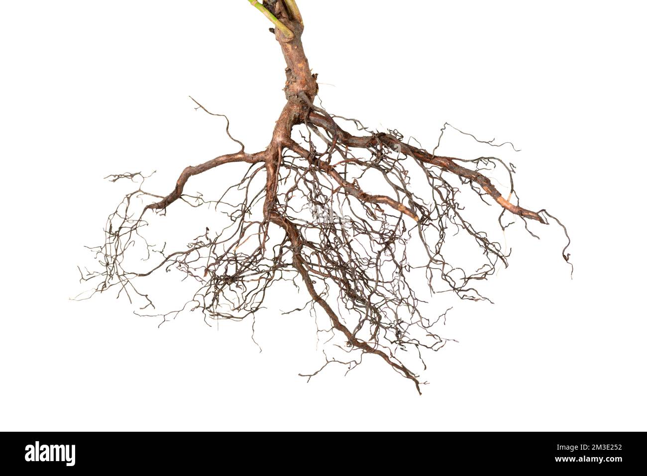 viburnum tree roots is isolated on white background Stock Photo - Alamy