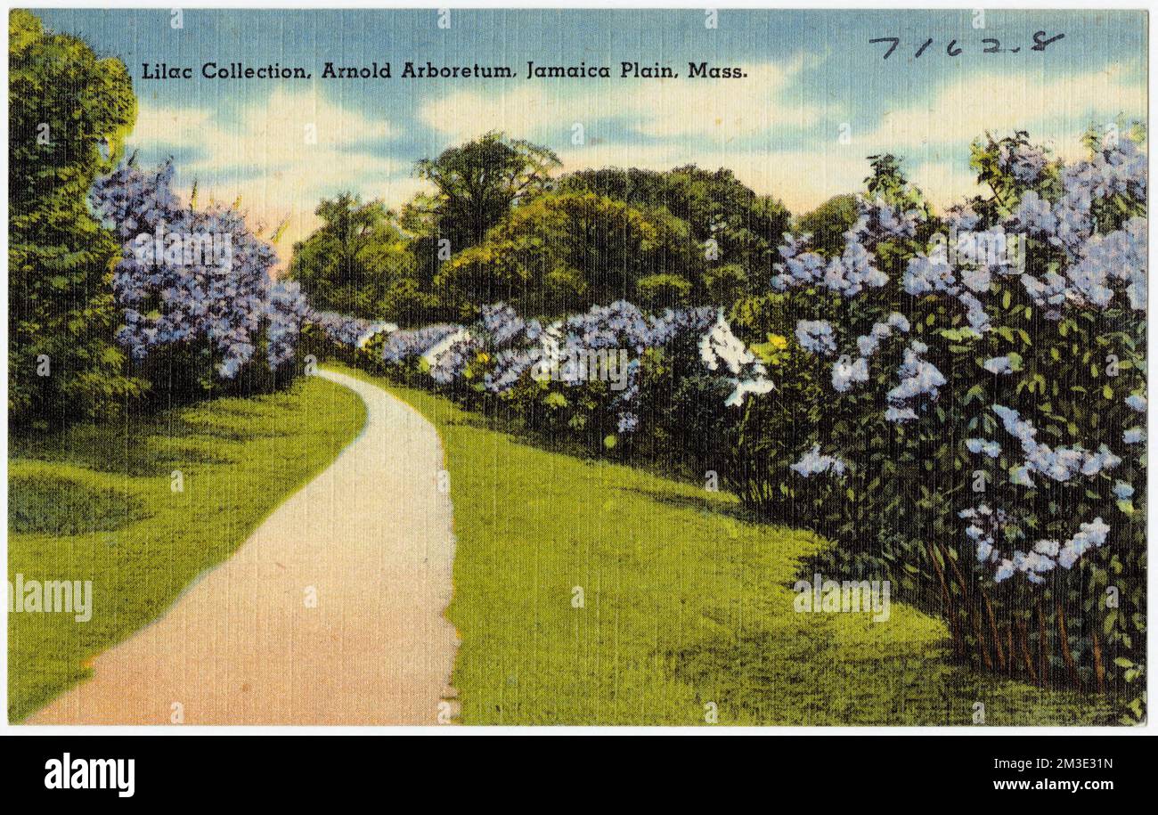 Lilac Collection, Arnold Arboretum, Jamaica Plain, Mass. , Lilacs ...