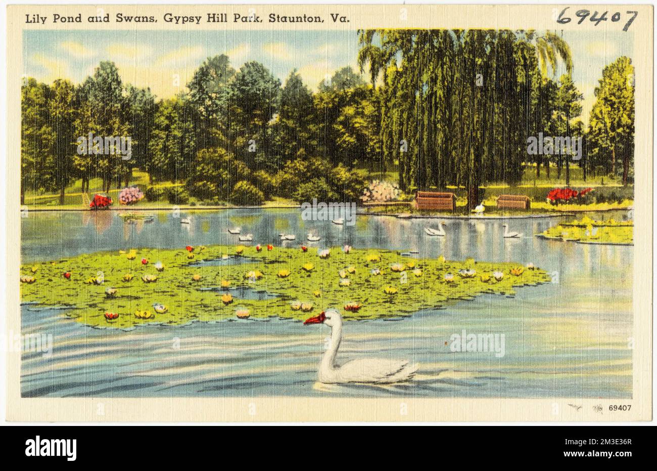Lily Pond and Swans, Gypsy Hill Park, Staunton, Va. , Parks, Tichnor ...