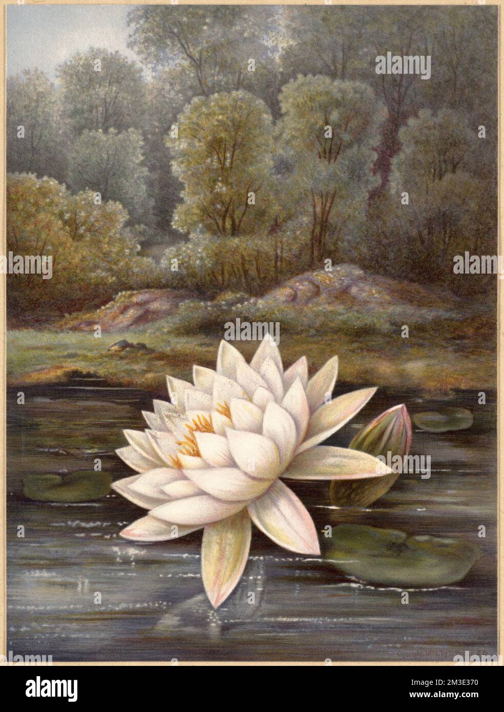 The lily pond , Water lilies, Lily ponds, Trees. Louis Prang & Company ...
