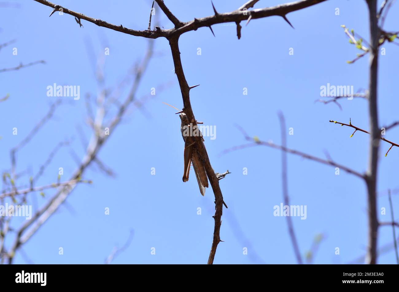 african desert locust in namibia Africa Plague grass hopper Stock Photo ...