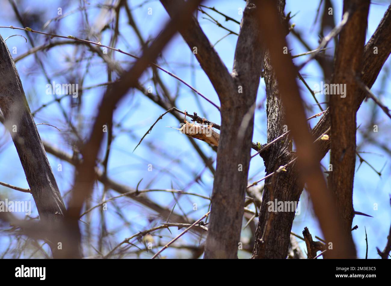 african desert locust in namibia Africa Plague grass hopper Stock Photo ...