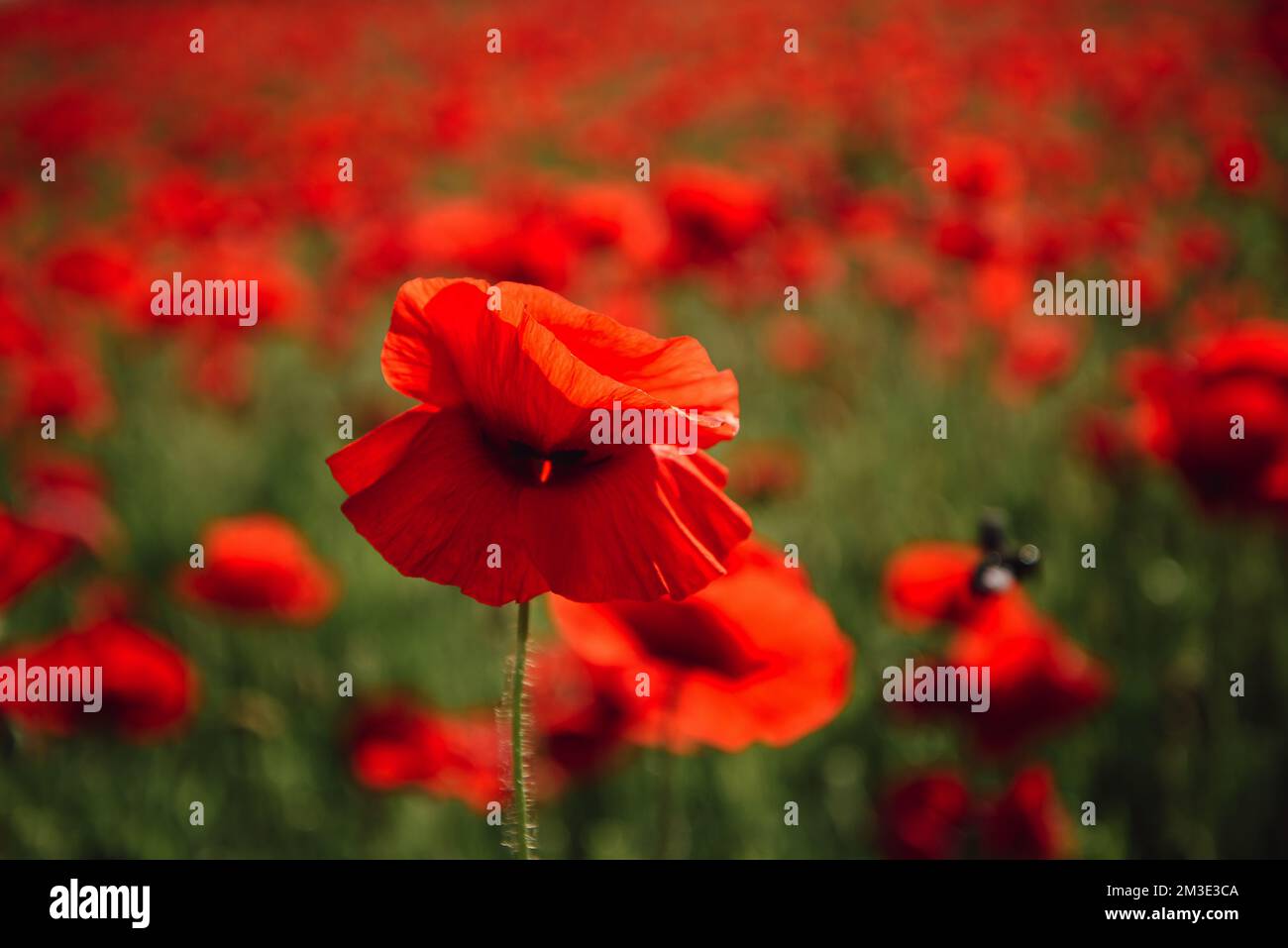 Poppy flowers field. Anzac day. Historic war memory. Anzac background ...