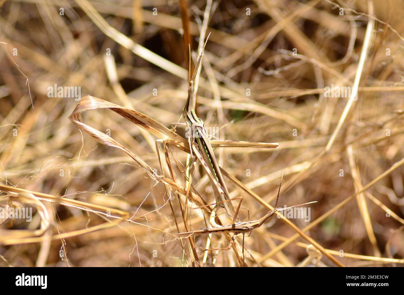 african desert locust in namibia Africa Plague grass hopper Stock Photo ...