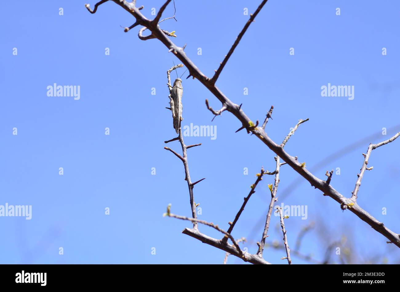 african desert locust in namibia Africa Plague grass hopper Stock Photo ...