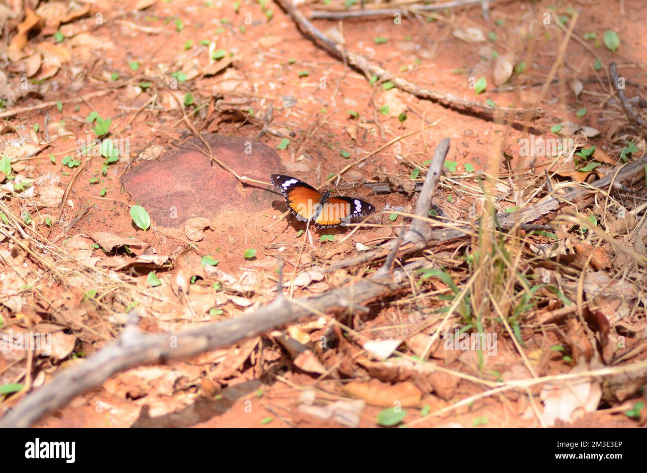 Monarch butterfly on red Sand in Namibia Africa Stock Photo - Alamy