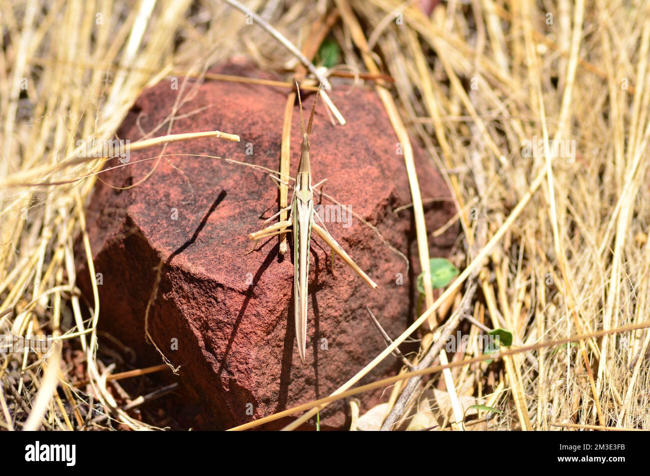 african desert locust in namibia Africa Plague grass hopper Stock Photo ...