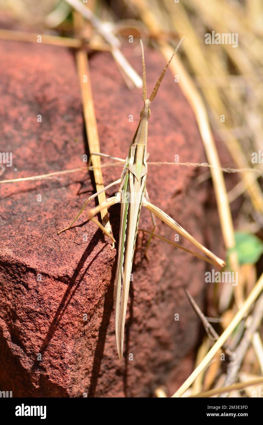 African cicada hi-res stock photography and images - Alamy