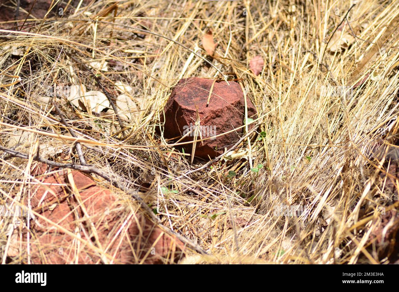 african desert locust in namibia Africa Plague grass hopper Stock Photo ...