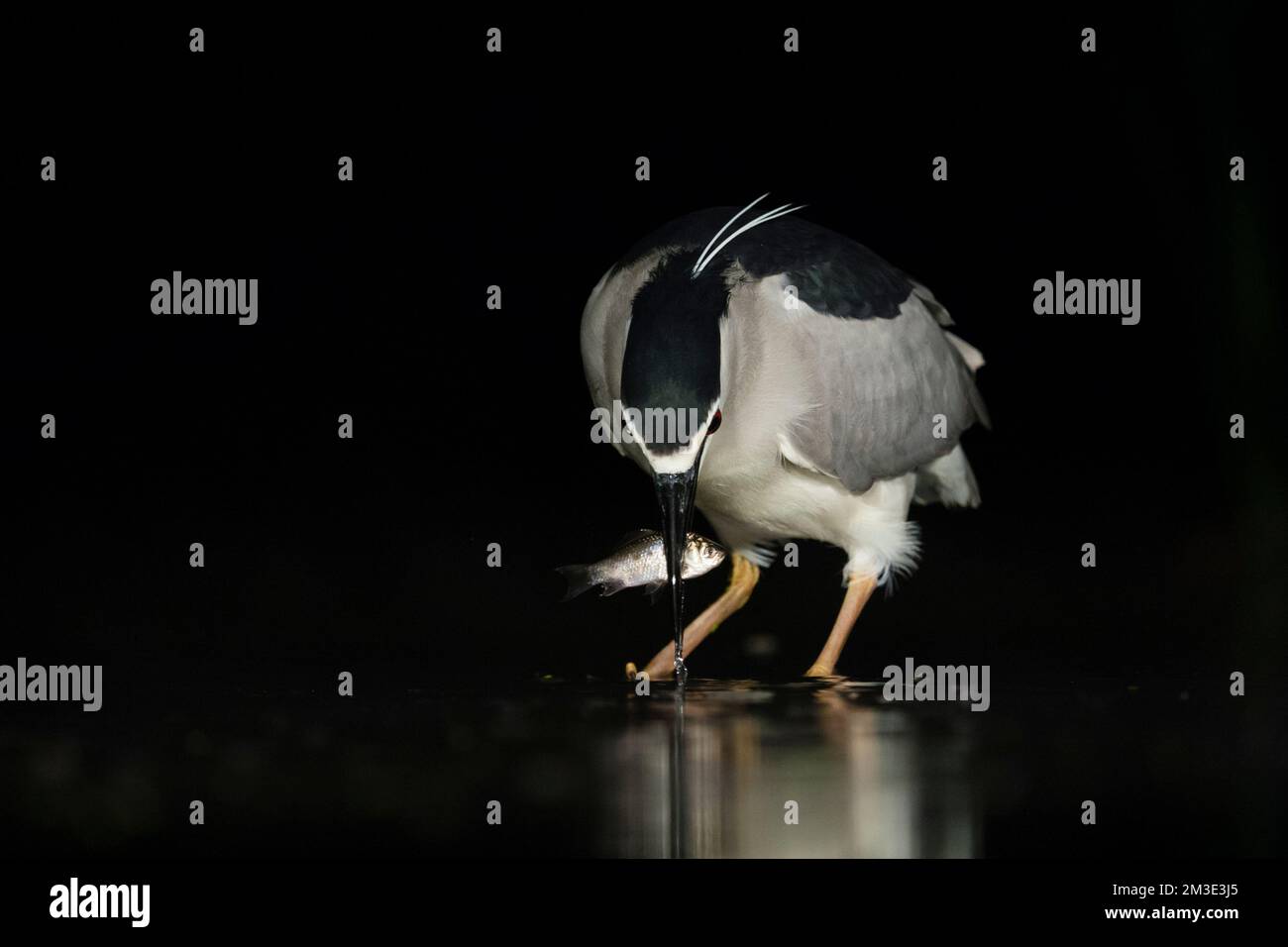 Kwak met gevangen vis in bek; Black-crowned Night Heron with caught ...