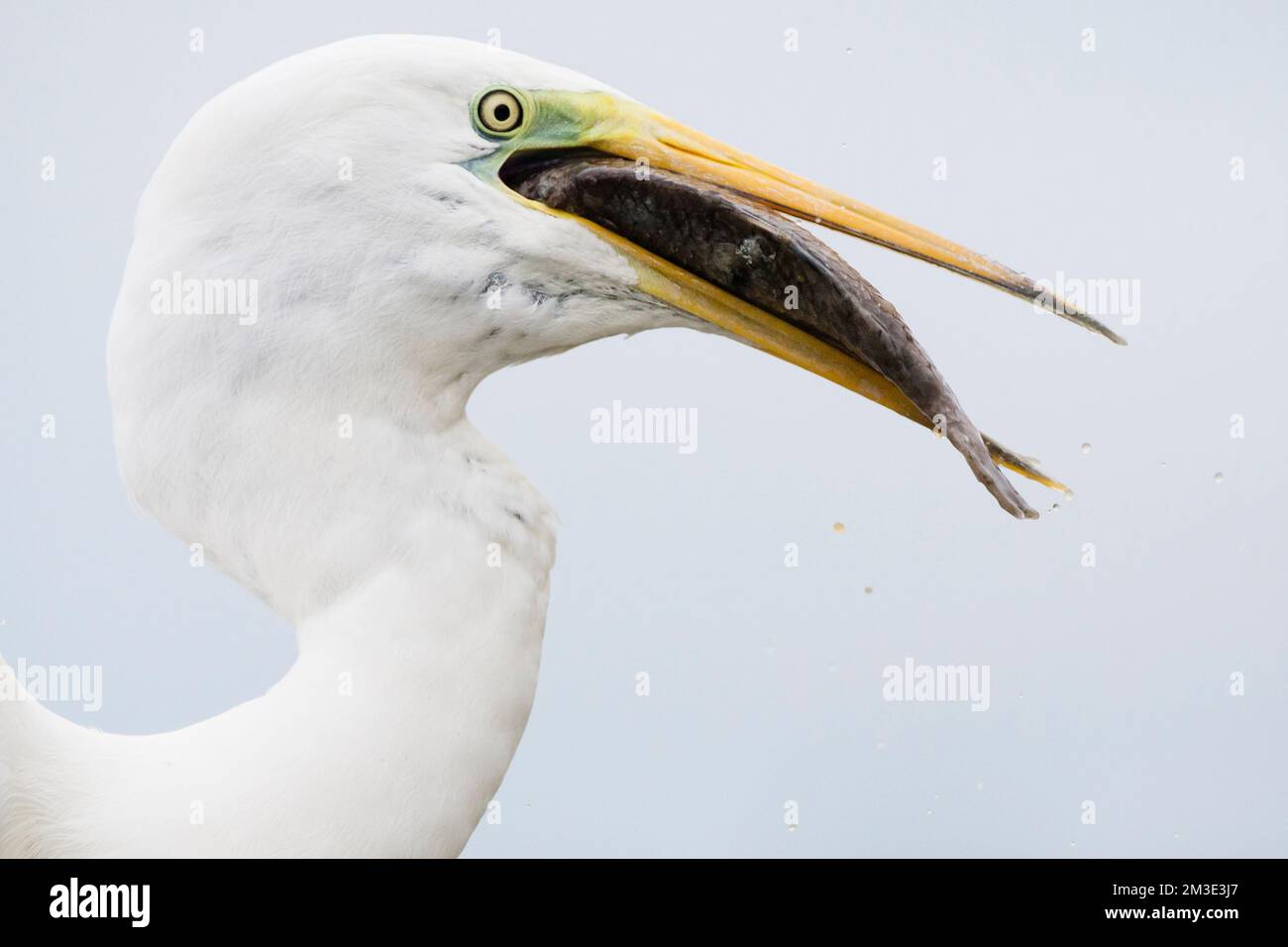 Grote Zilverreiger met vis in bek; Western Great Egret with fish in ...