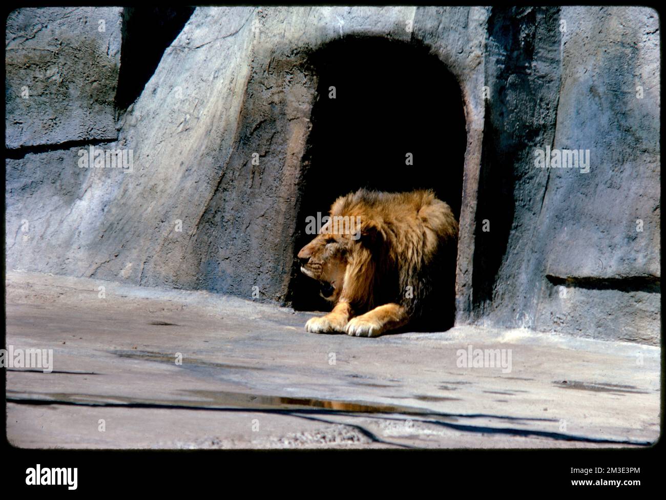 Lion under opening on rock wall , Lions, Zoos. Edmund L. Mitchell ...