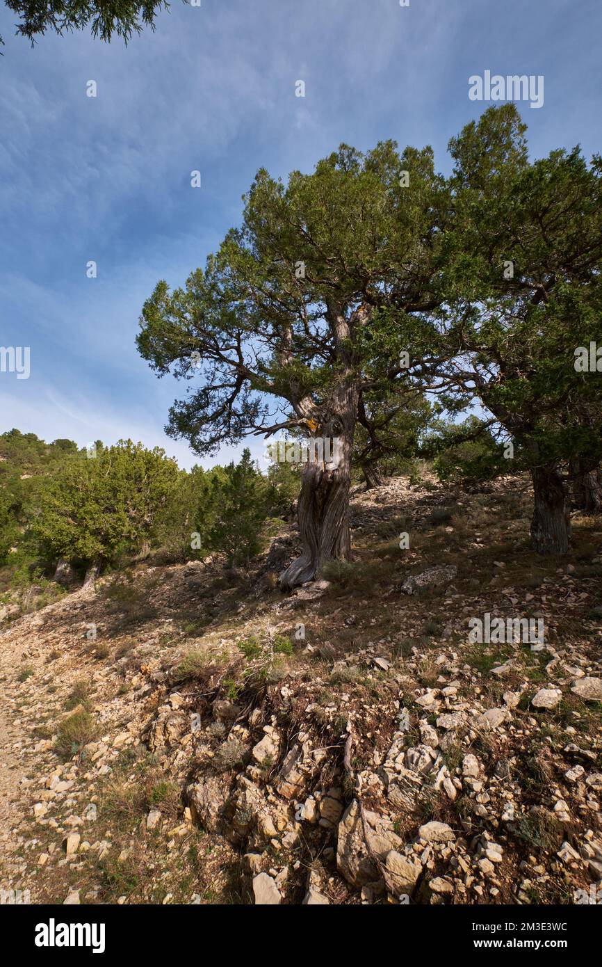 Thousand year old tree hi-res stock photography and images - Alamy