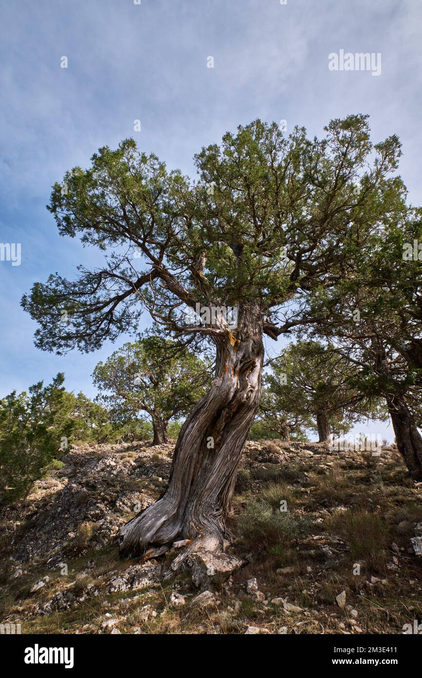 Thousand year old tree hi-res stock photography and images - Alamy