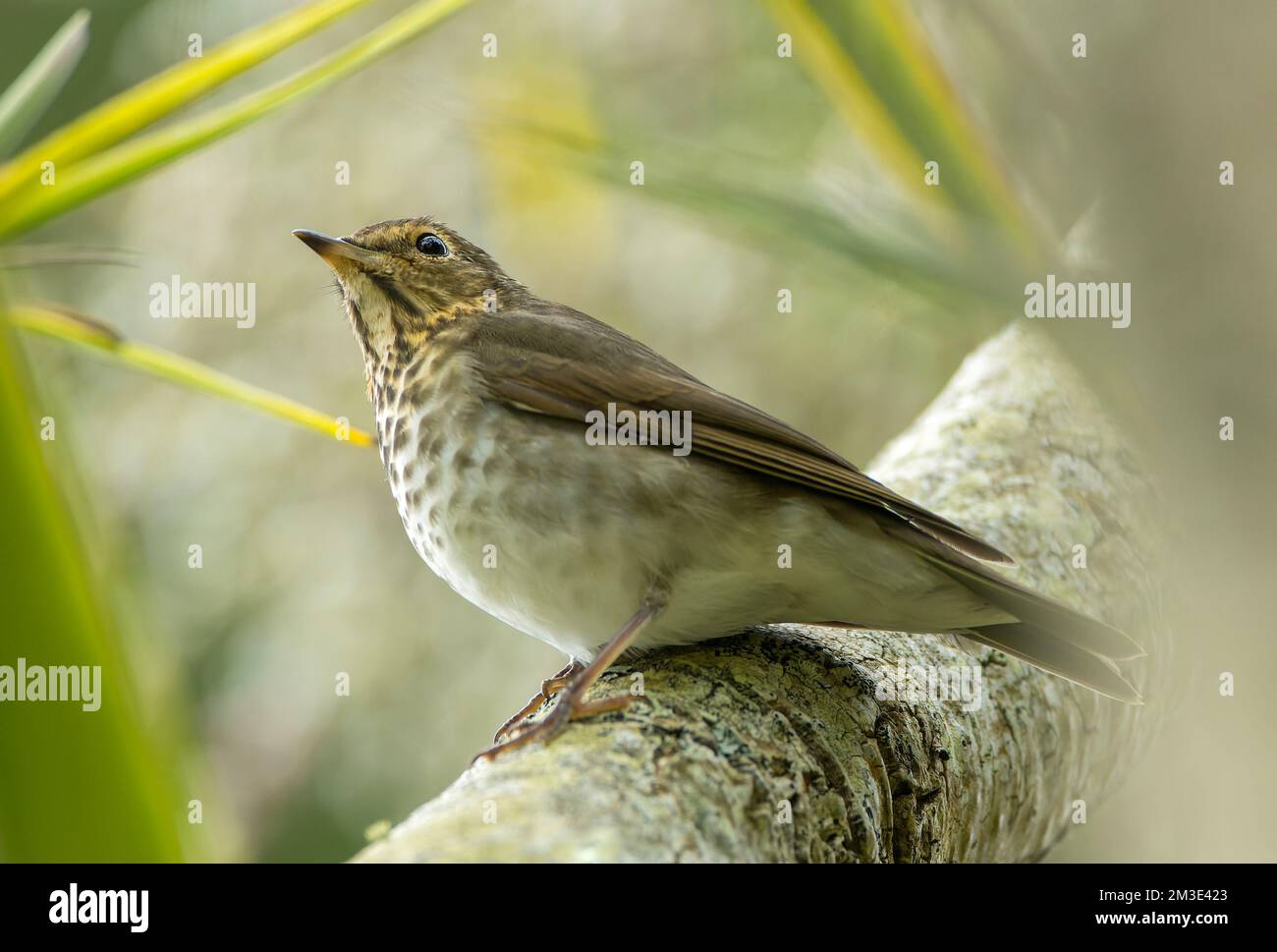 One of the very rare thrush species hi-res stock photography and images ...