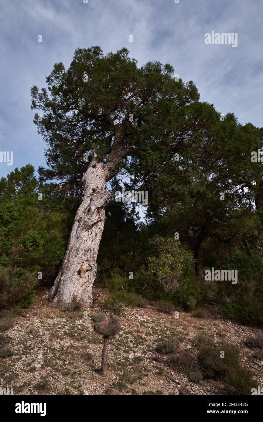 Thousand year old tree hi-res stock photography and images - Alamy