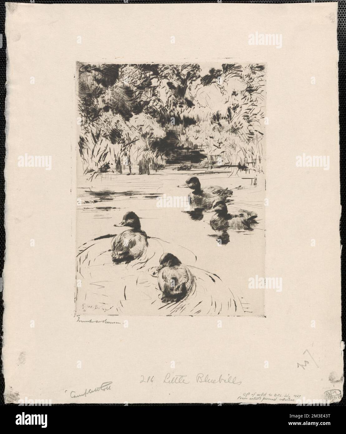 Little bluebills , Ducks, Bodies of water, Trees, Greater scaup. Frank ...