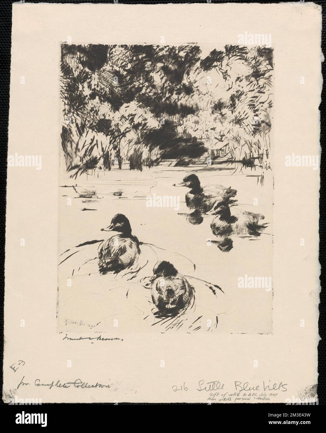 Little bluebills , Ducks, Bodies of water, Trees, Greater scaup. Frank ...