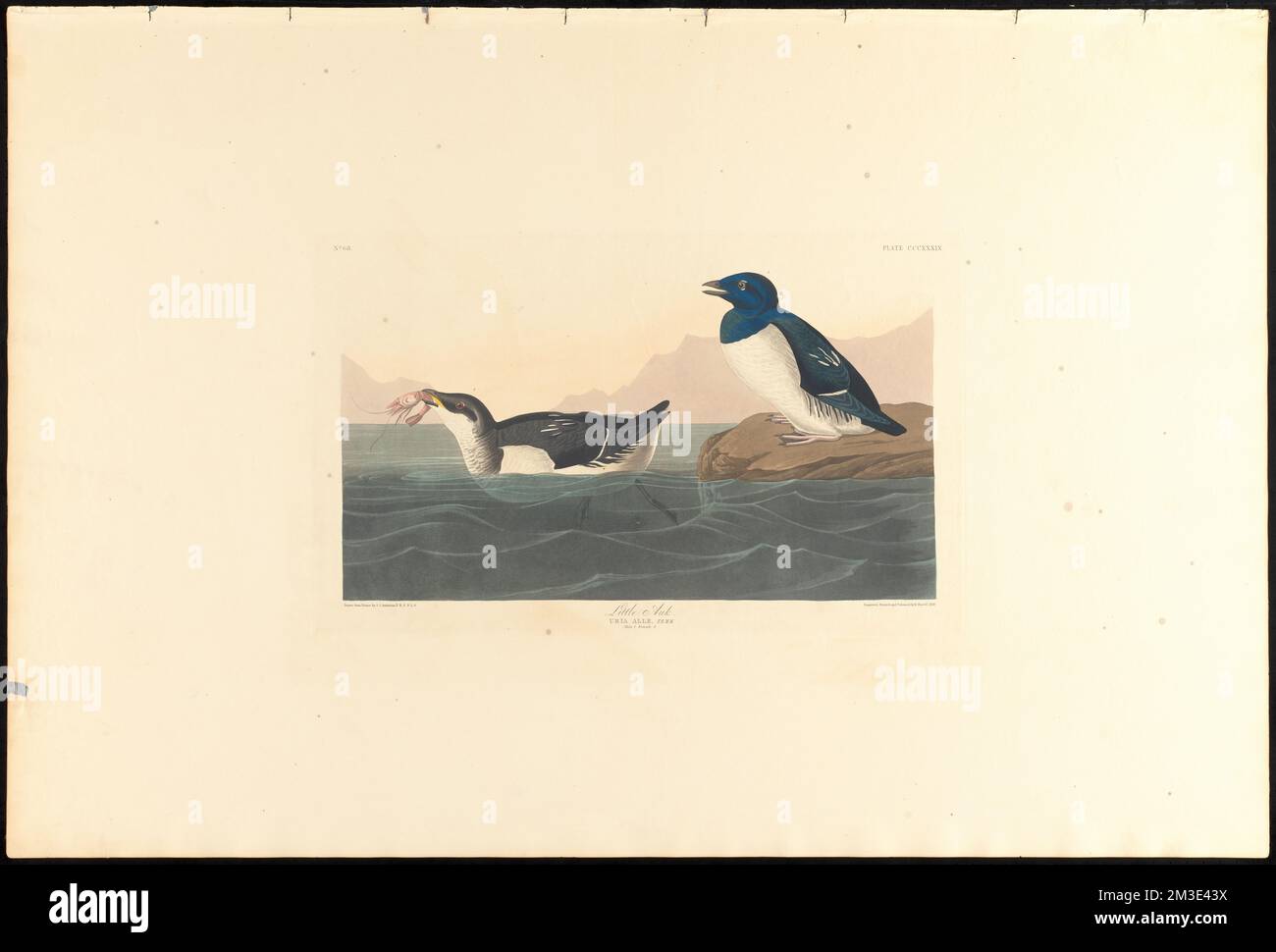 Little auk : Uria alle, Temm. Male, 1. Female, 2. c.1 v.4 plate 339 ...